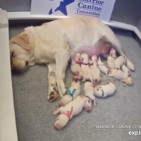 TV Pets - Puppies Live Online Free - United States | Watch on CXTv